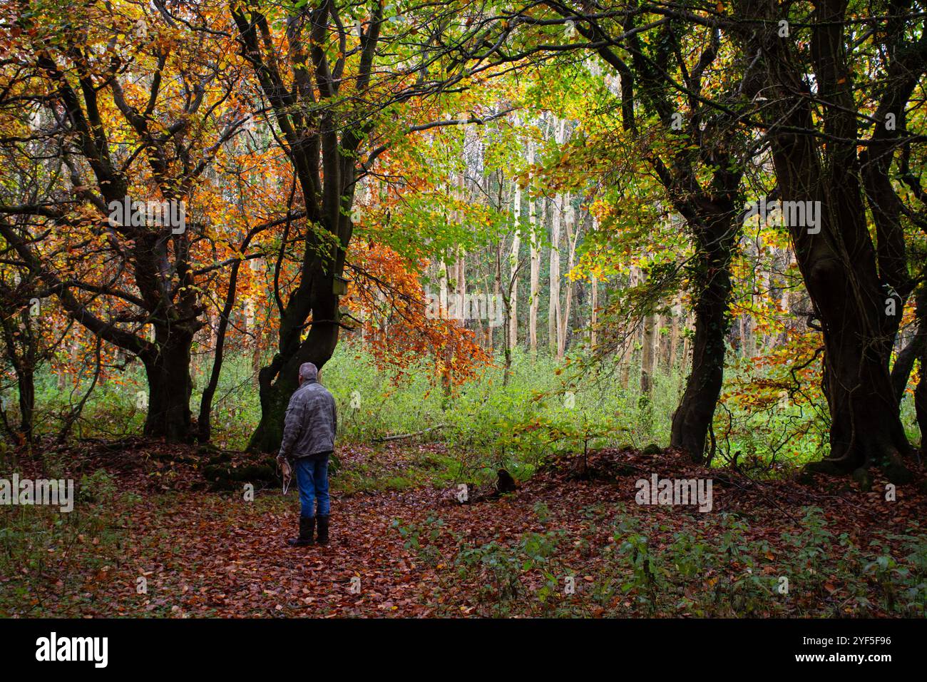 Parkgate walker hi-res stock photography and images - Alamy