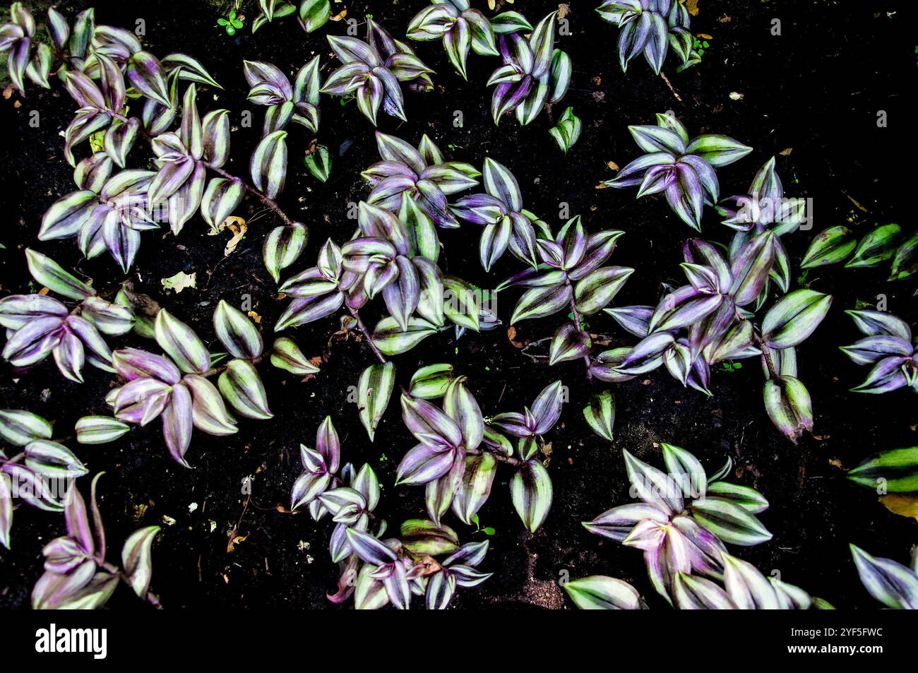 An inch plant, tradescantia zebrina, growing in a garden in Montreal ...