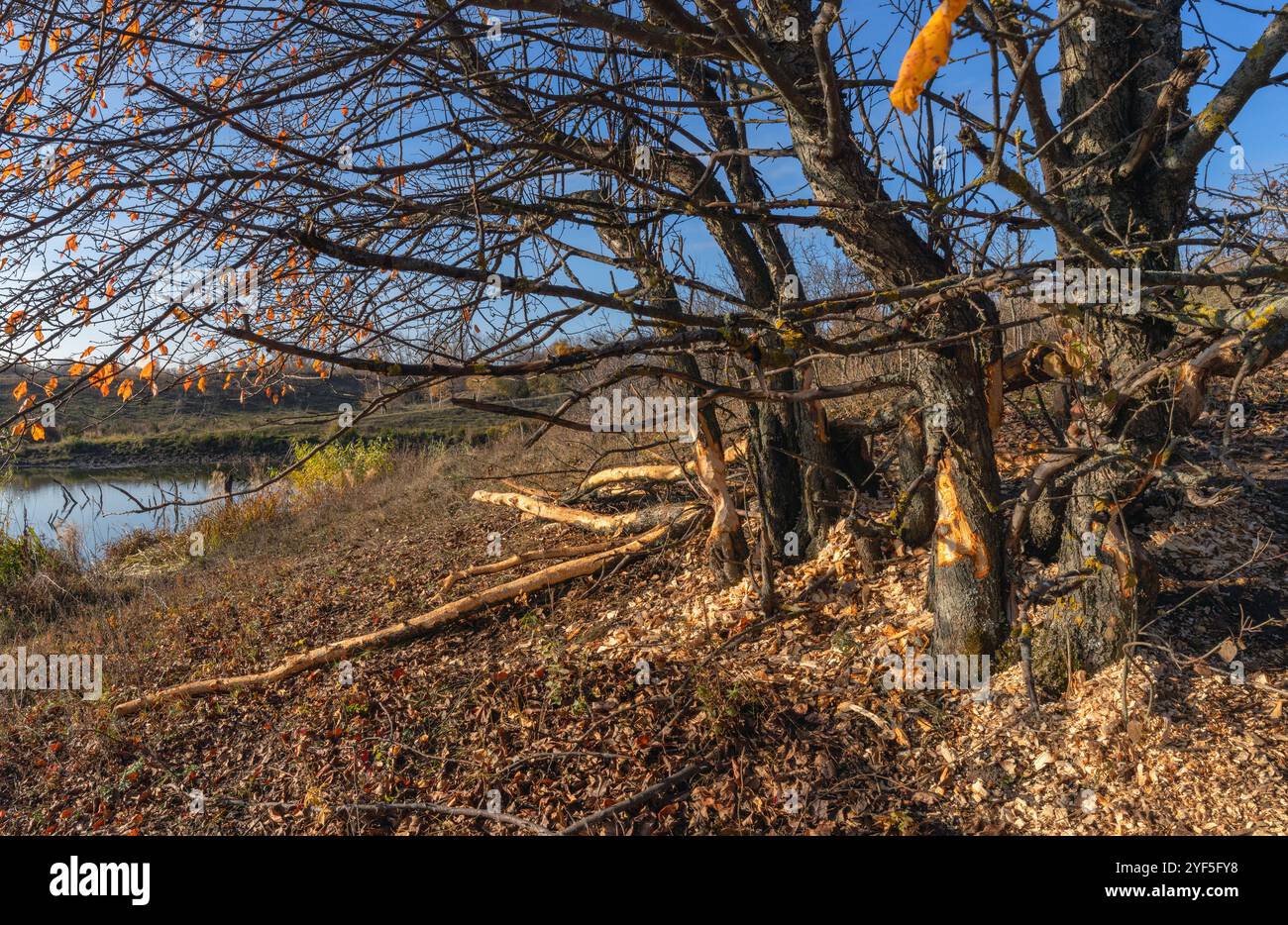 Bleak autumn hi-res stock photography and images - Alamy