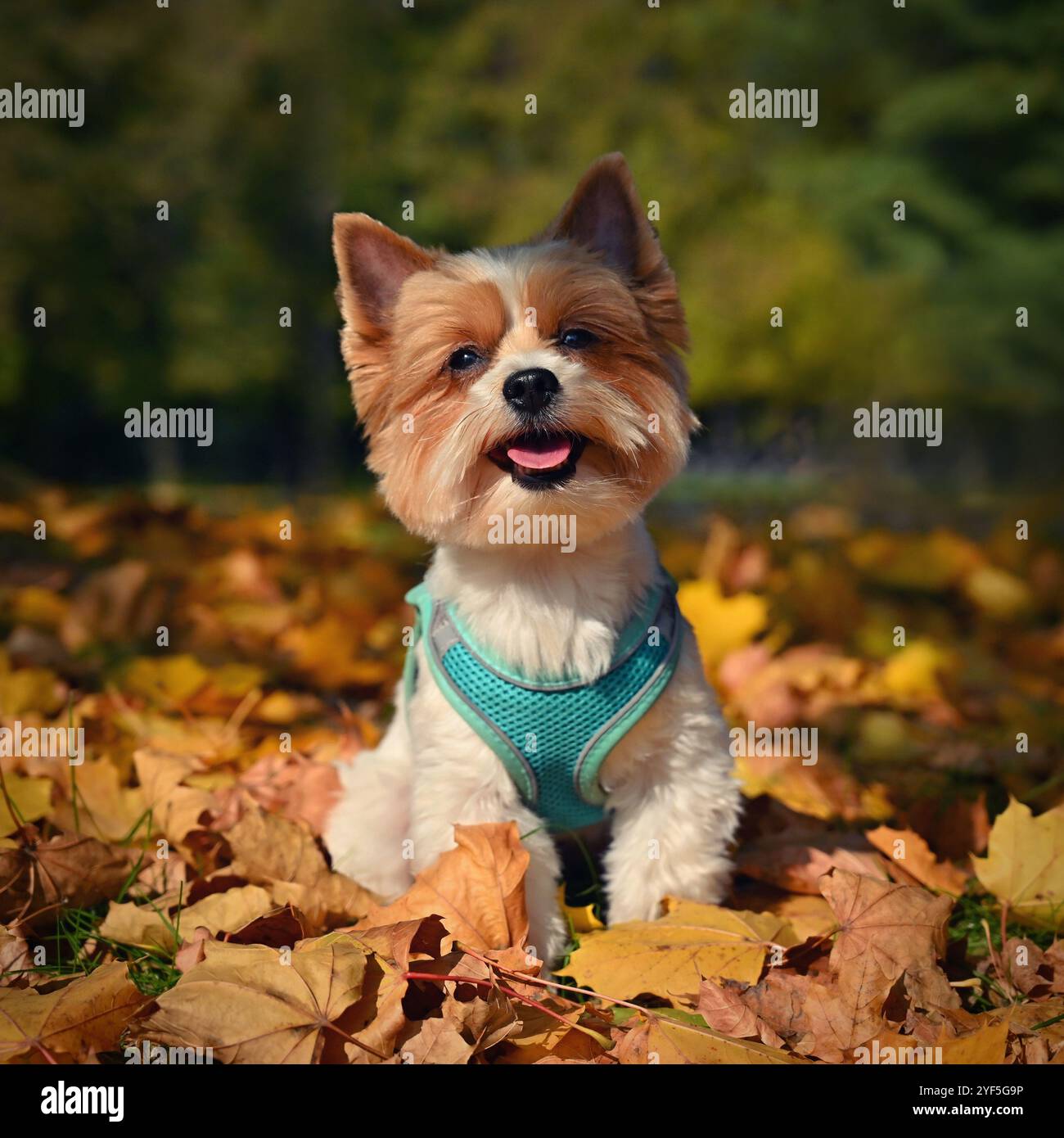 Yorkshire Terrier Biewer. Beautiful photo of a dog - a pet with an ...