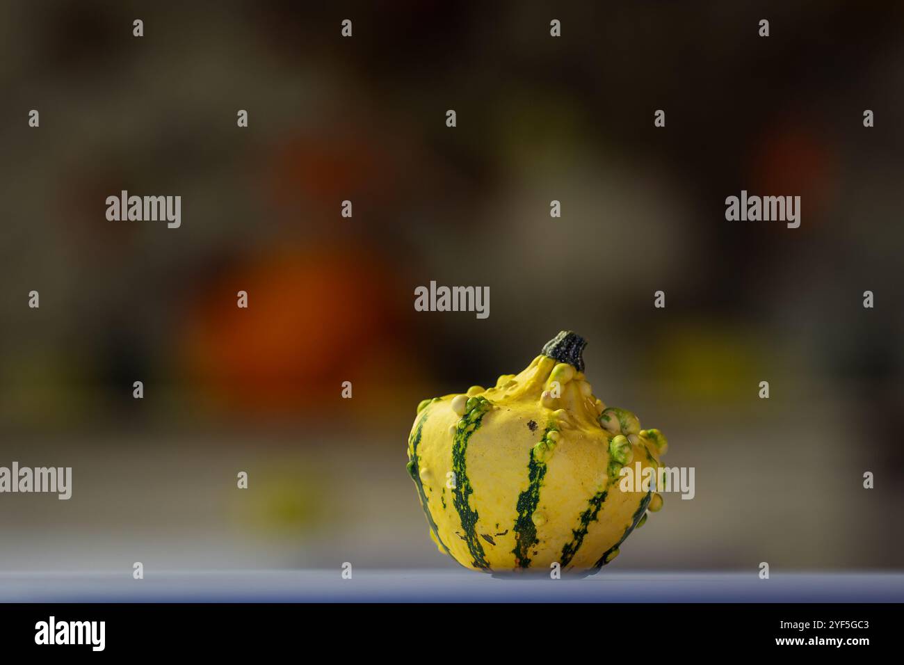 Single ornamental gourd. Decorative green and yellow squash. This seem ...