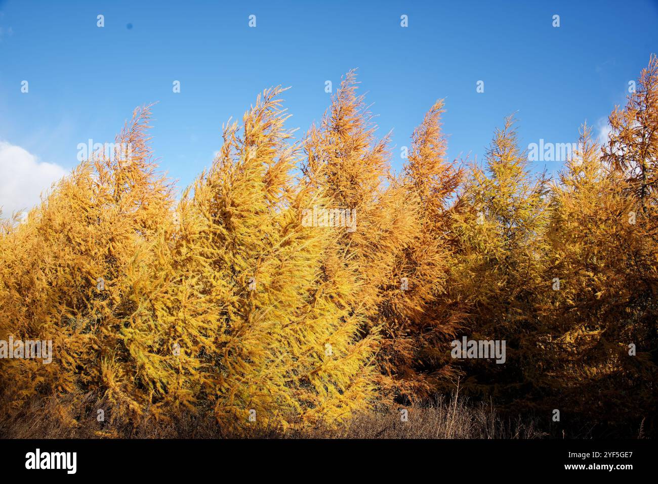 Larix kaempferi, the Japanese larch or karamatsu is a species of larch ...
