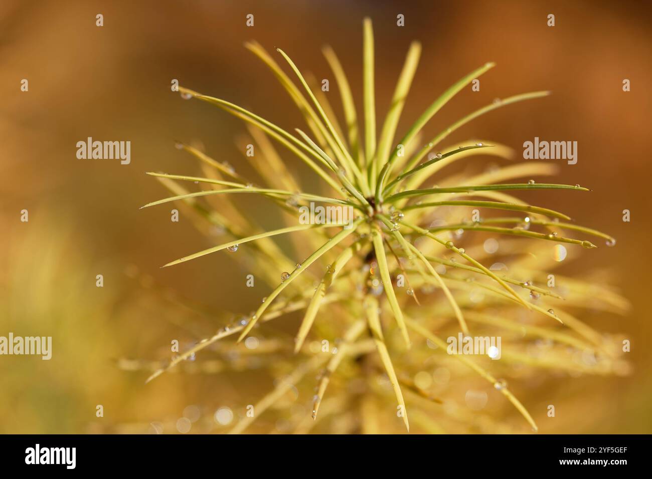 Larix kaempferi, the Japanese larch or karamatsu is a species of larch ...