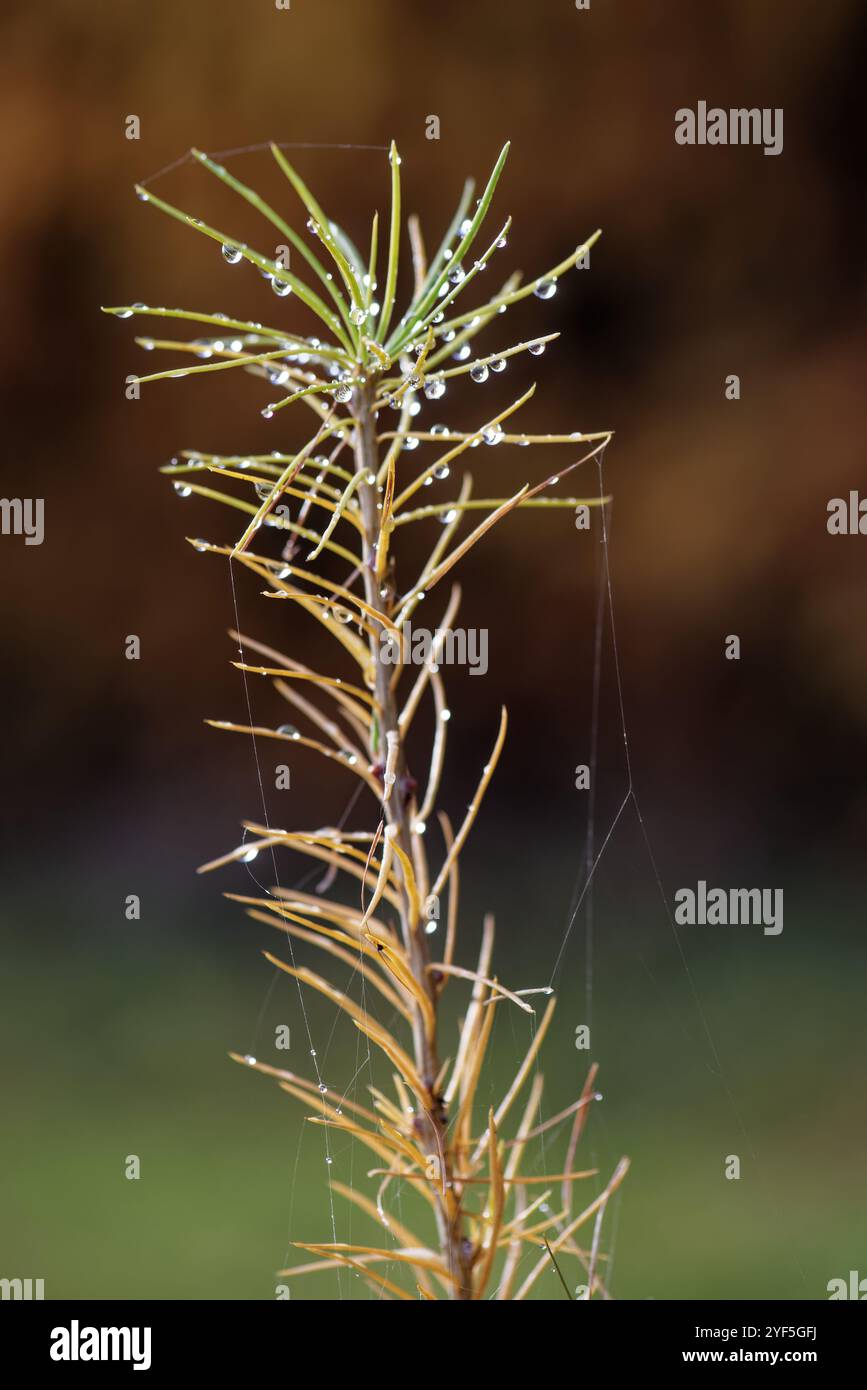 Larix kaempferi, the Japanese larch or karamatsu is a species of larch ...