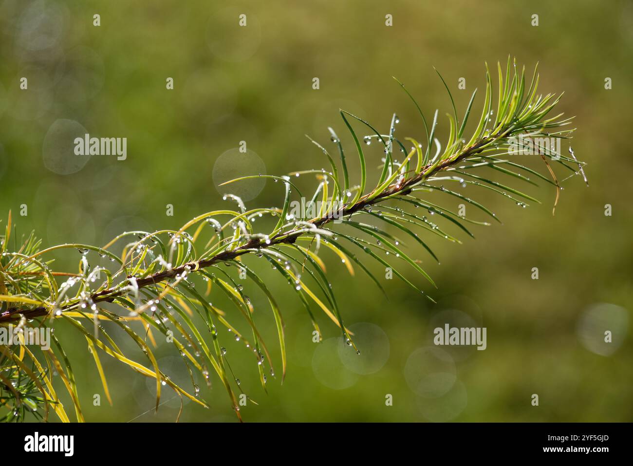 Larix kaempferi, the Japanese larch or karamatsu is a species of larch ...