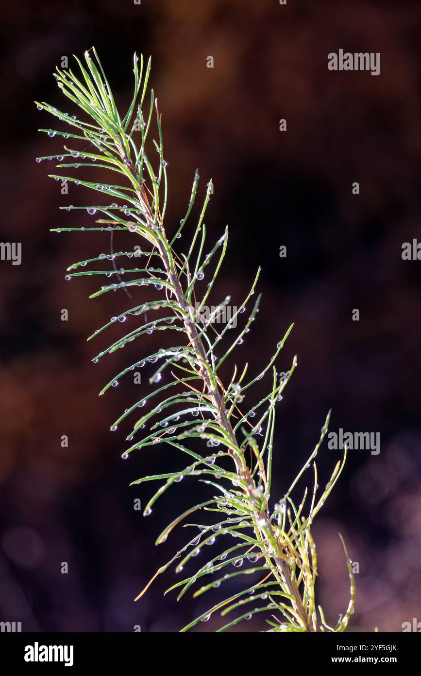 Larix kaempferi, the Japanese larch or karamatsu is a species of larch ...