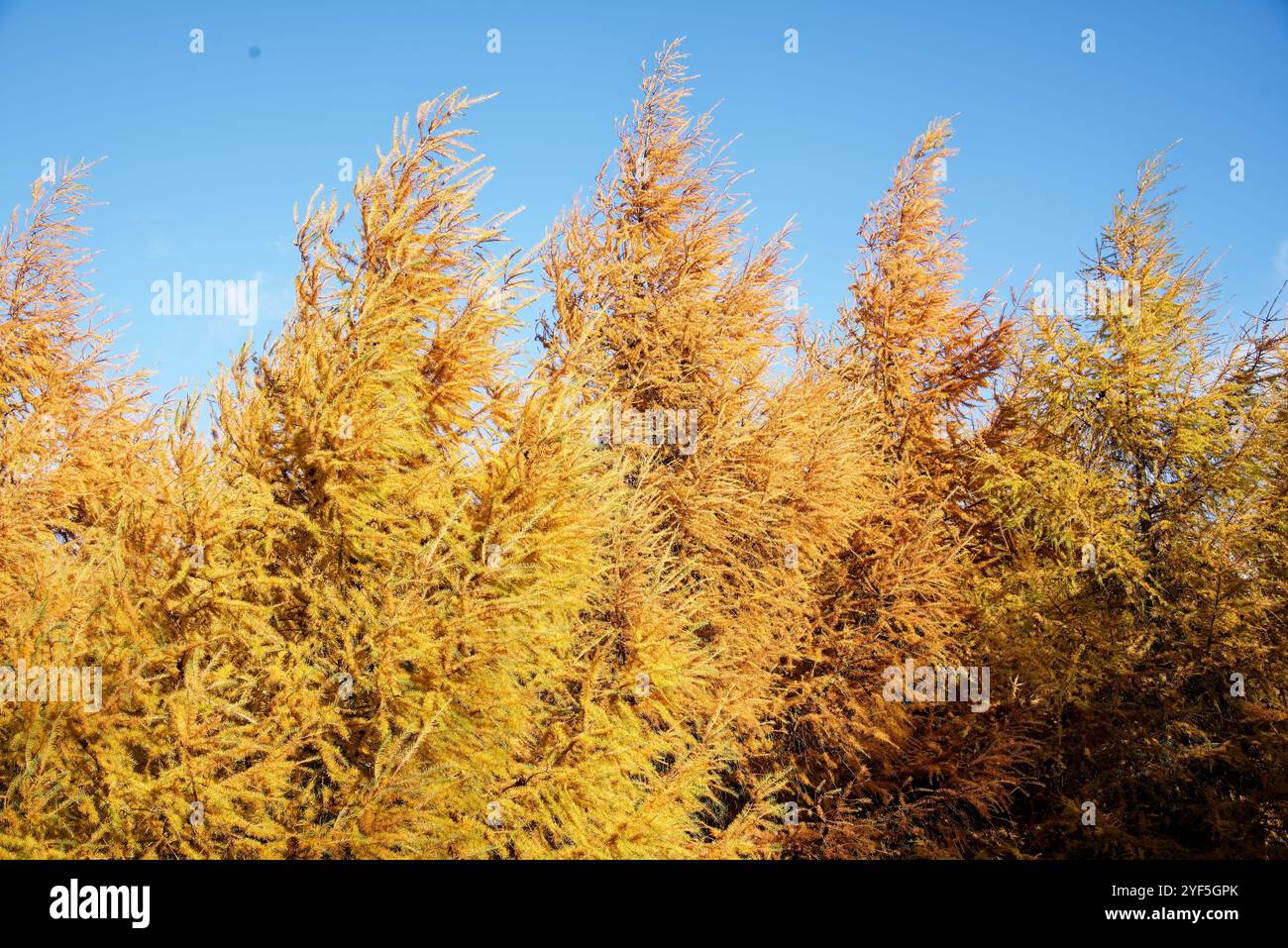Larix kaempferi, the Japanese larch or karamatsu is a species of larch ...
