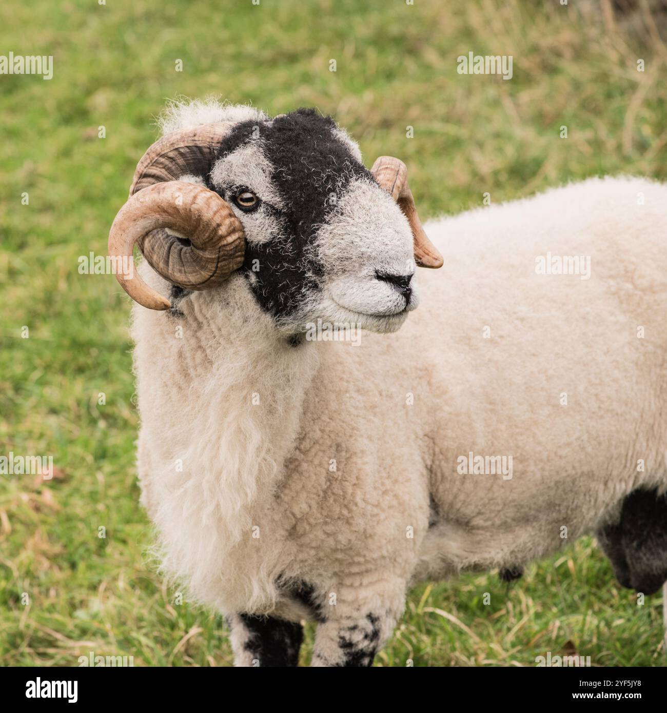 Close-up image of a Swaledale sheep's head and horns. Swaledale tup November 2024 Stock Photo ...