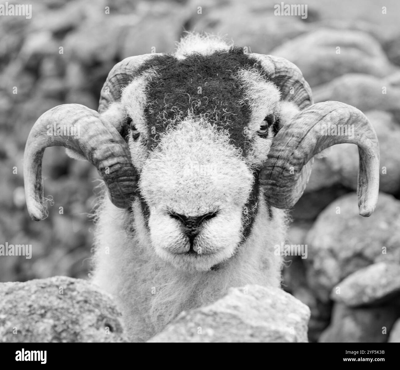 Black and white image swaledale sheep hi-res stock photography and ...