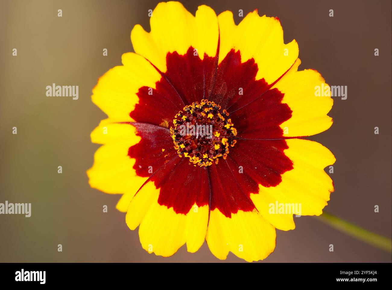 Flower called Dark Daisy. It is a showy plant that has a long flowering ...