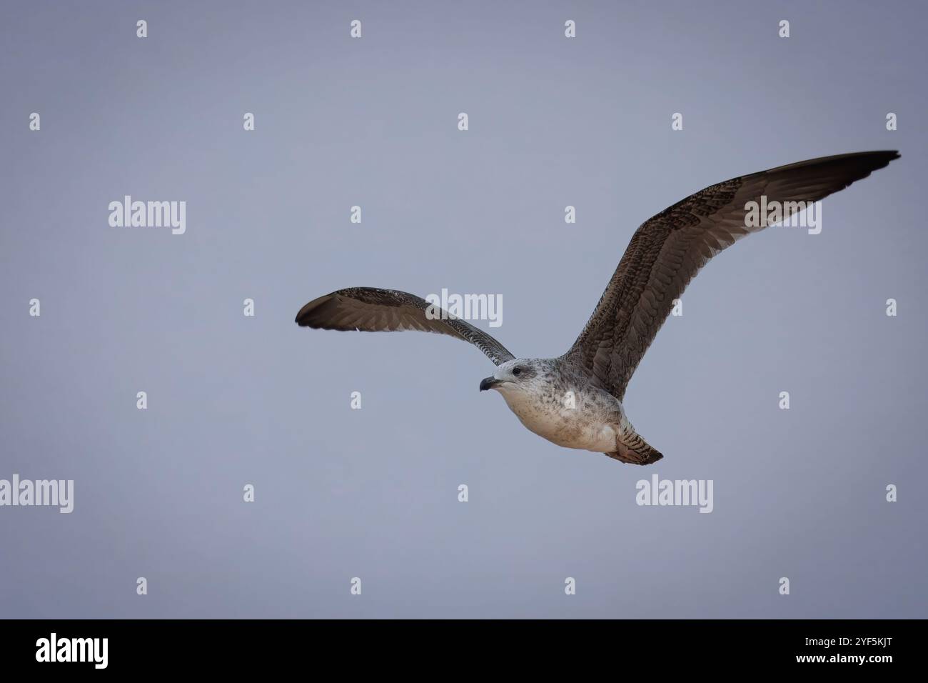 Flying seagull with prey hi-res stock photography and images - Alamy