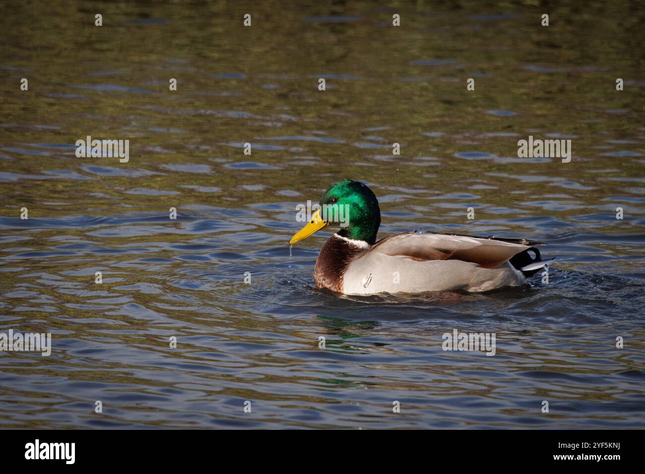 mallard duck fresh from a swim with water still in its beak, scientific ...