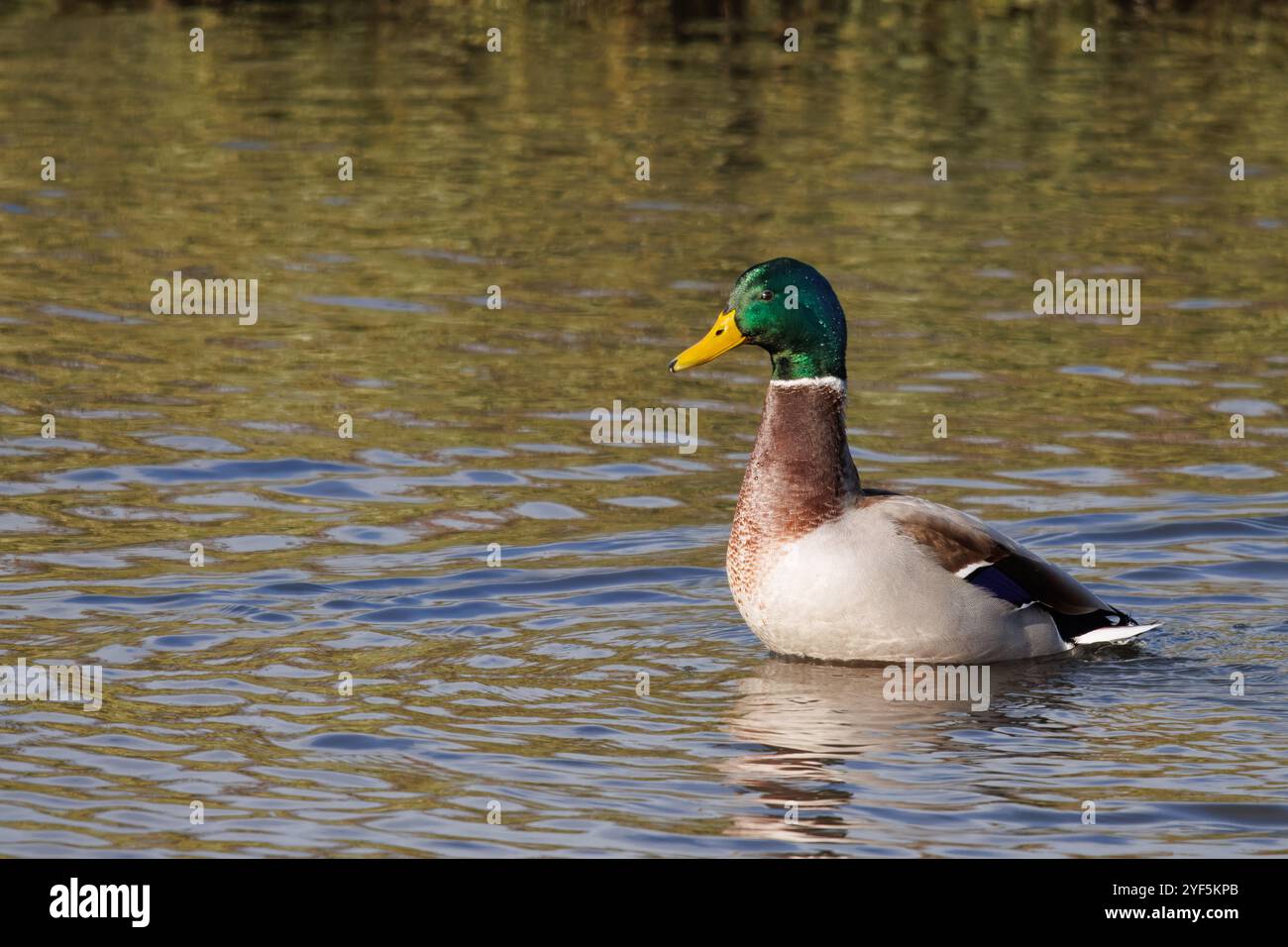 Pato macho pato hi-res stock photography and images - Alamy