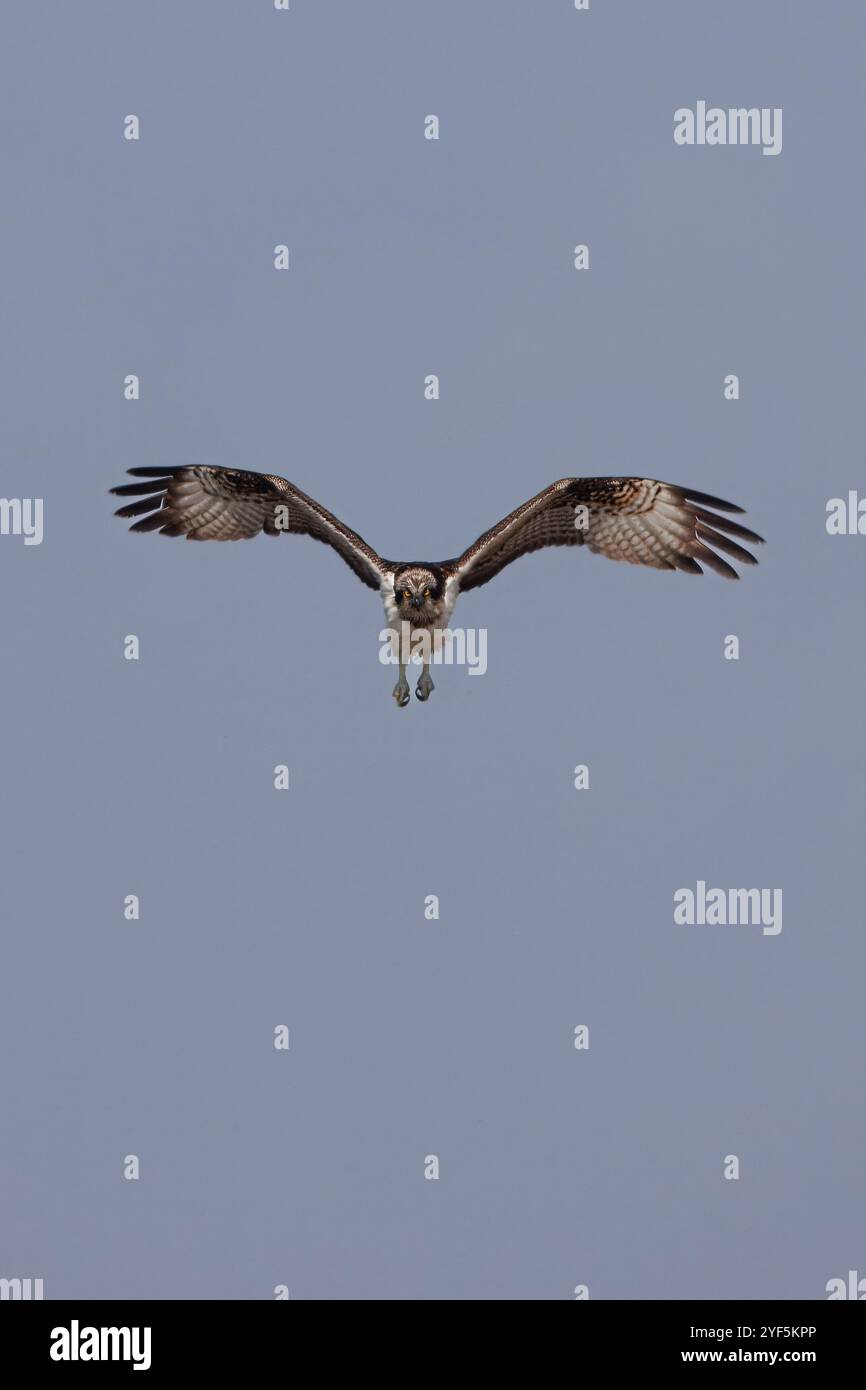 Scientific name pandion haliaetus hi-res stock photography and images ...