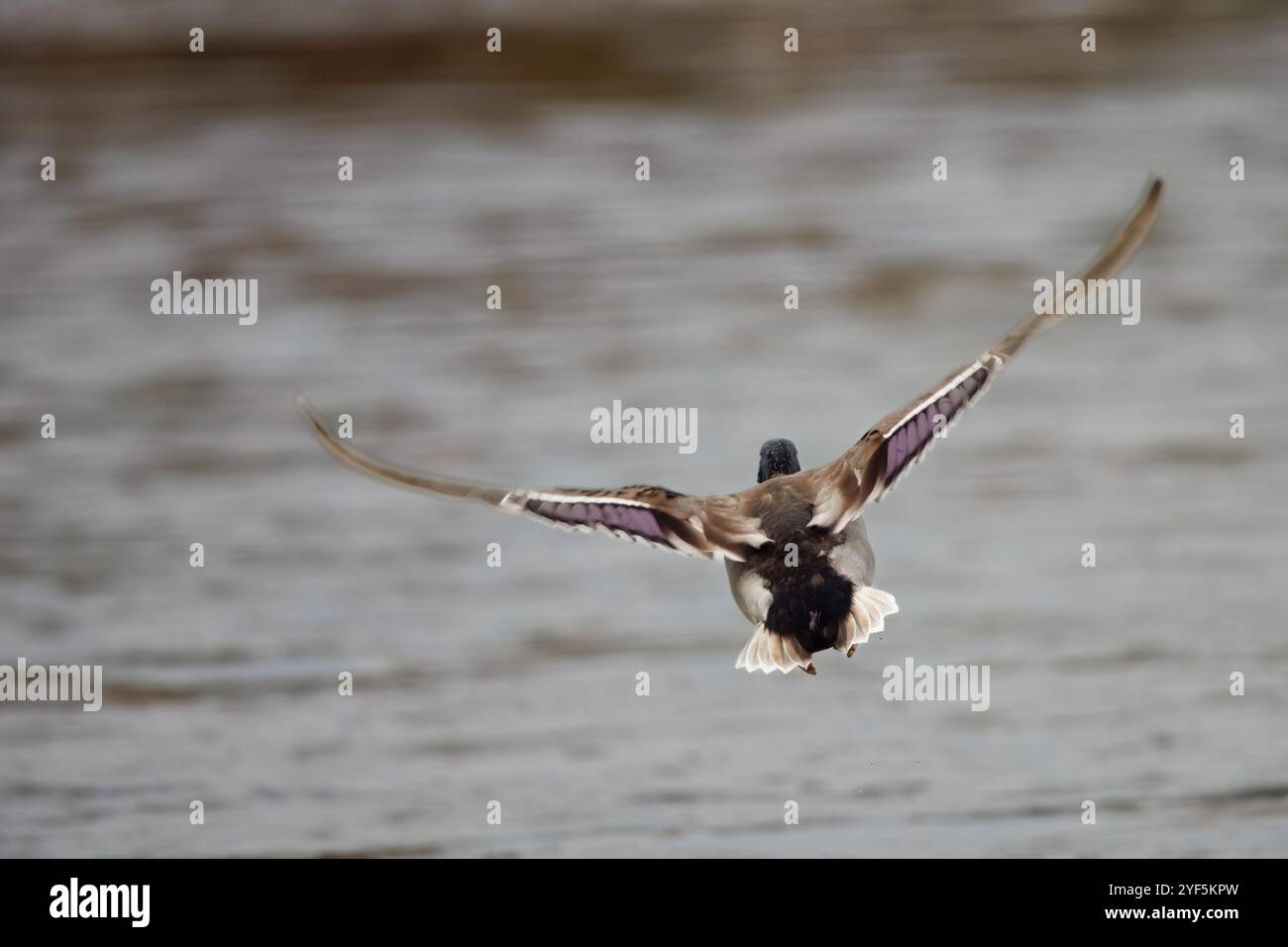 Duck flying over water hi-res stock photography and images - Alamy