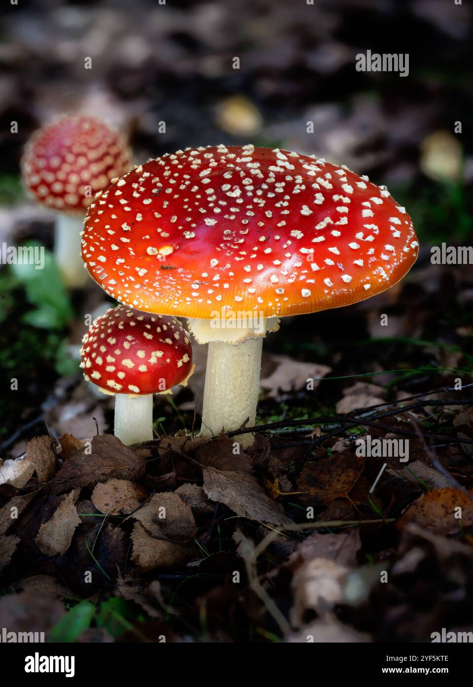 Group fly agaric fungi hi-res stock photography and images - Alamy