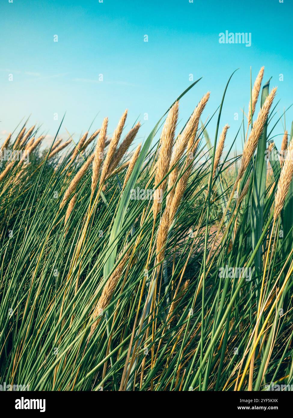 Vintage beach shore sea hi-res stock photography and images - Alamy