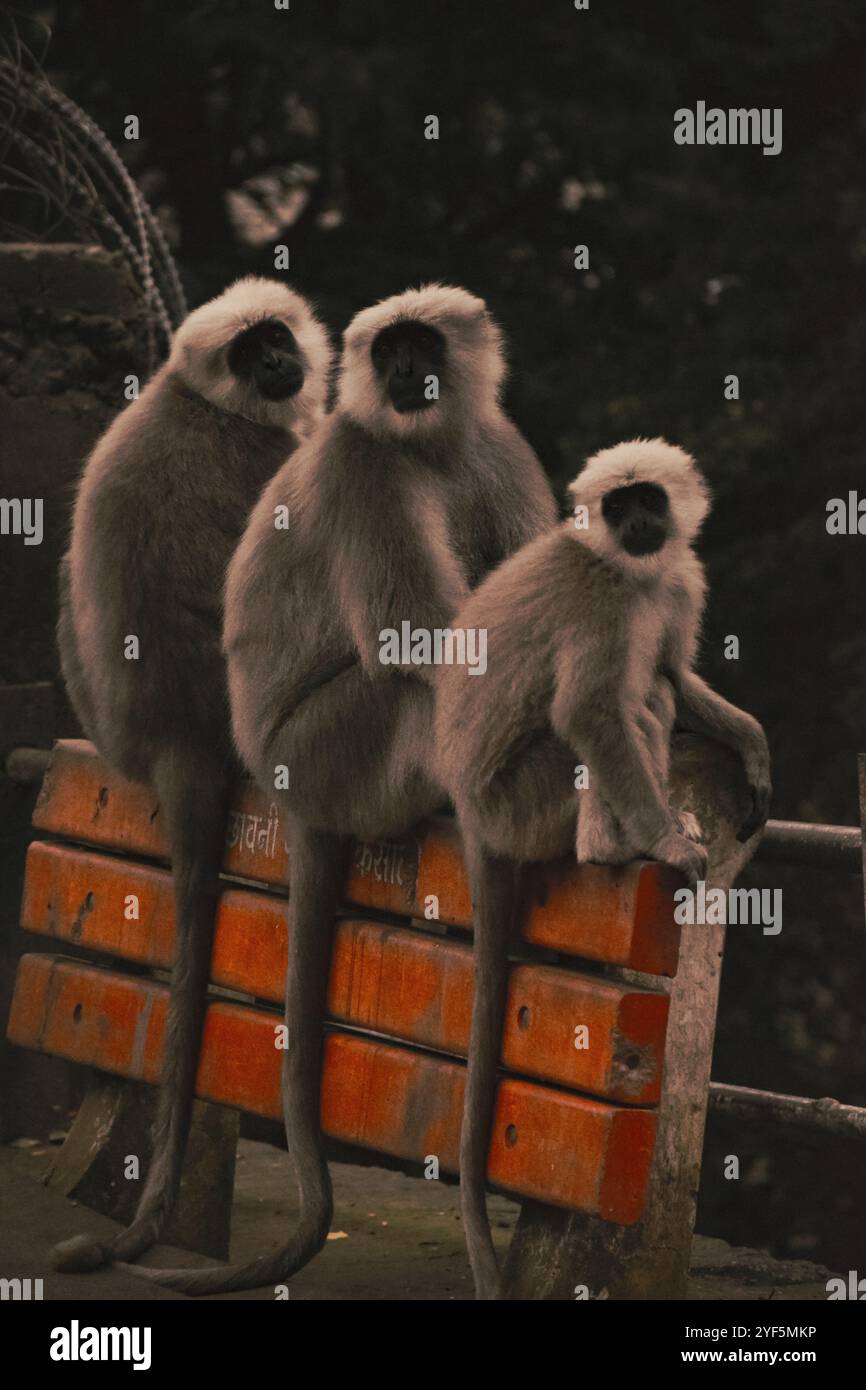 Leafy monkeys hi-res stock photography and images - Alamy