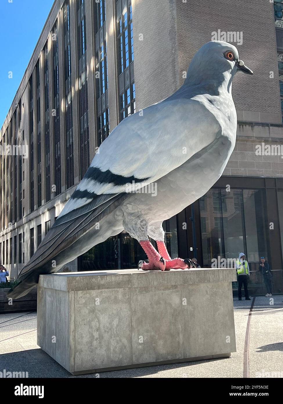 Giant pigeon hi-res stock photography and images - Alamy