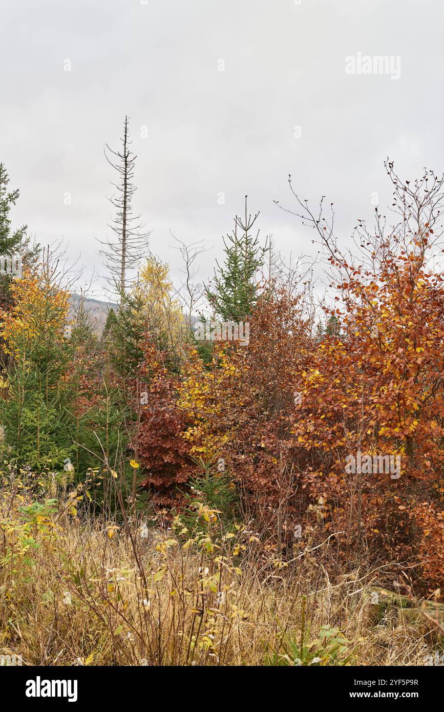 Newly growing forest of beech trees between dead spruce trees at the ...