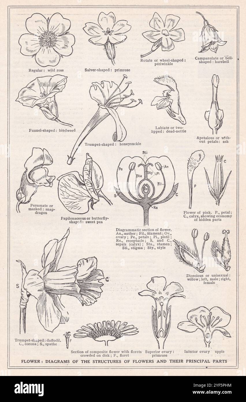 Vintage diagrams of the flower showing the structures and principal ...