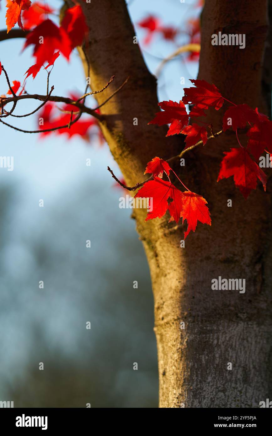 A maple tree with extreme red fall color in a park in Germany in ...