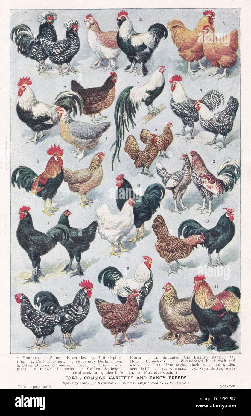 Vintage illustrations of Fowl - Common varieties and fancy breeds ...