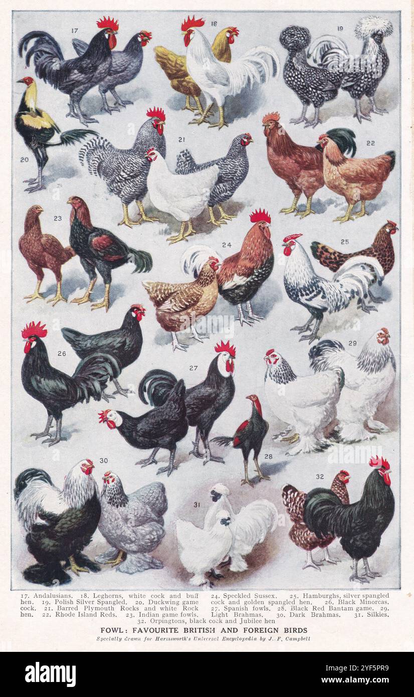 Vintage illustrations of Fowl - favourite British and Foreign Birds ...