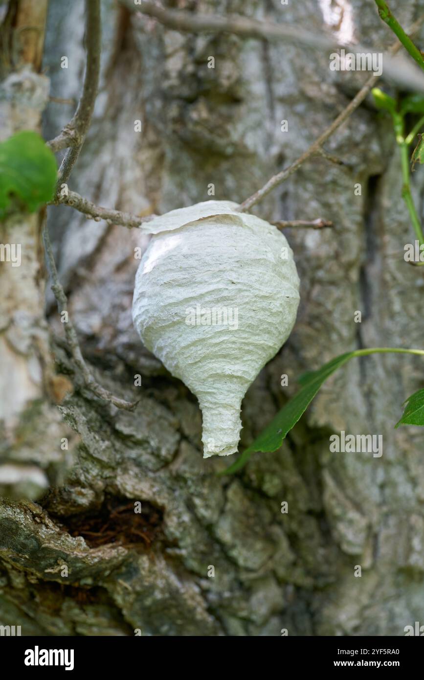 Finished nest of the wasp species median wasp, Dolichovespula media on ...