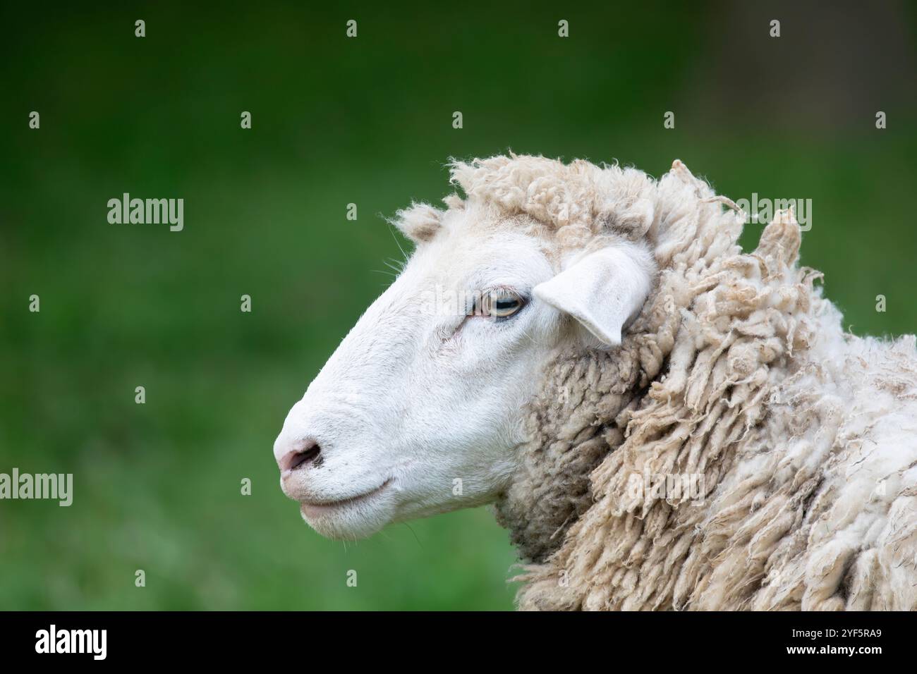 Headshot of dormer sheep hi-res stock photography and images - Alamy
