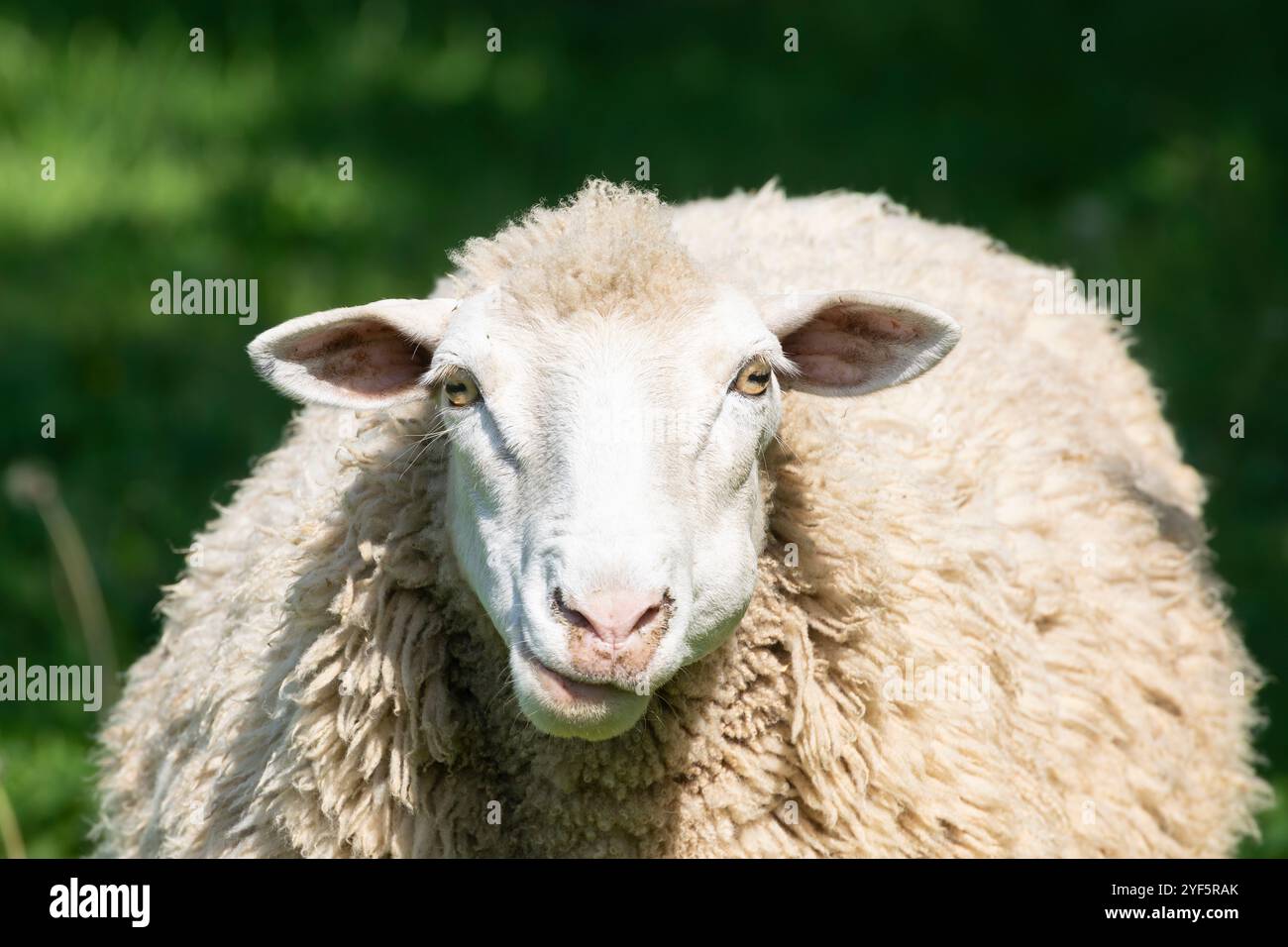 Headshot of dormer sheep hi-res stock photography and images - Alamy