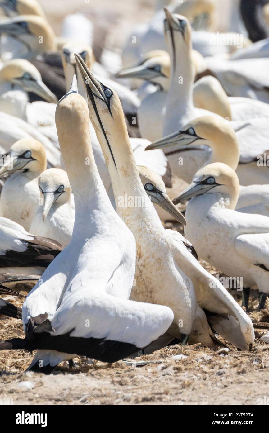 Gannets bill scissoring hi-res stock photography and images - Alamy