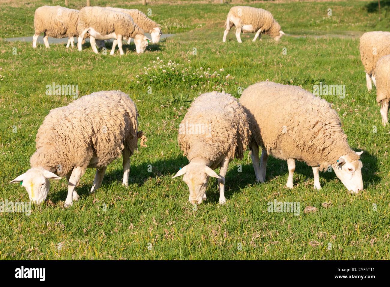 Merino meat sheep hi-res stock photography and images - Alamy