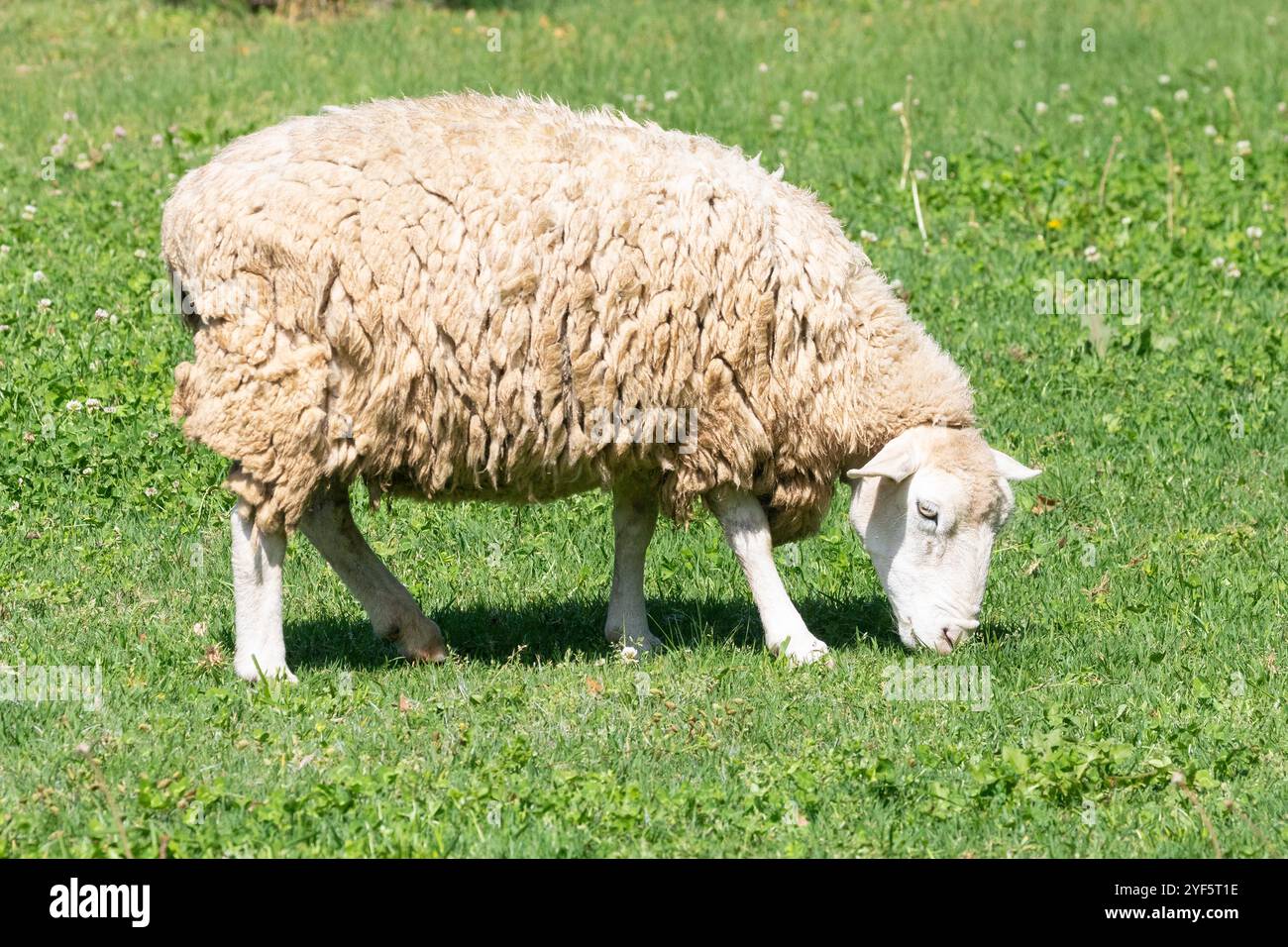 Merino meat sheep hi-res stock photography and images - Alamy