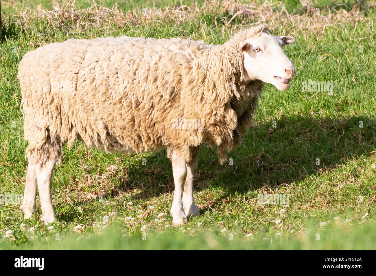Woolly sheep grazing hi-res stock photography and images - Alamy
