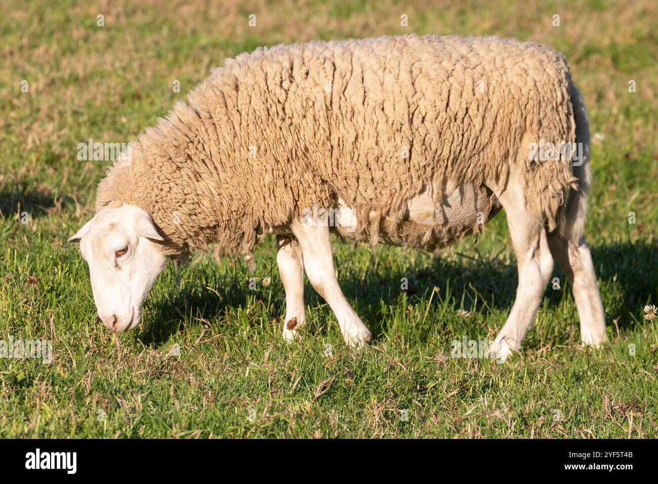 Woolly sheep thick fleece hi-res stock photography and images - Alamy