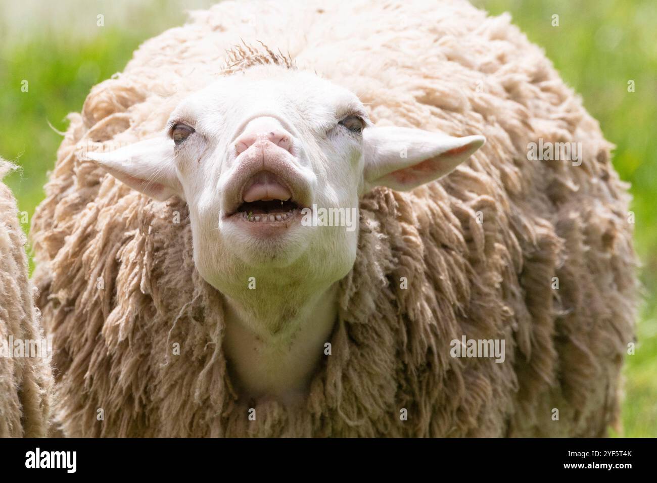 Sheep farming meat production hi-res stock photography and images - Alamy