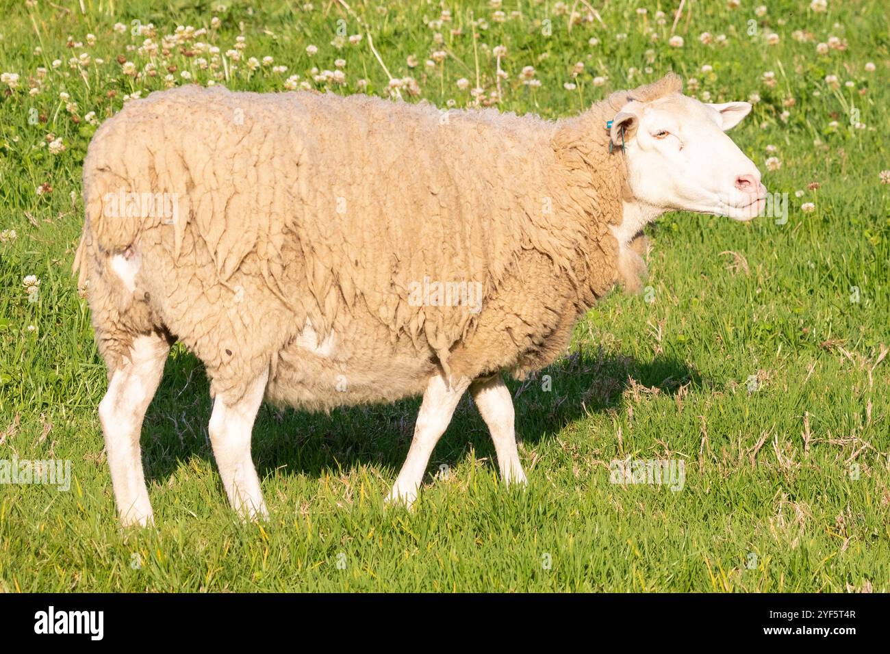Woolly sheep thick fleece hi-res stock photography and images - Alamy