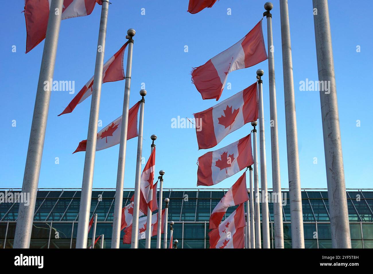 Canadian flags flying in Vancouver, BC, Canada Stock Photo - Alamy
