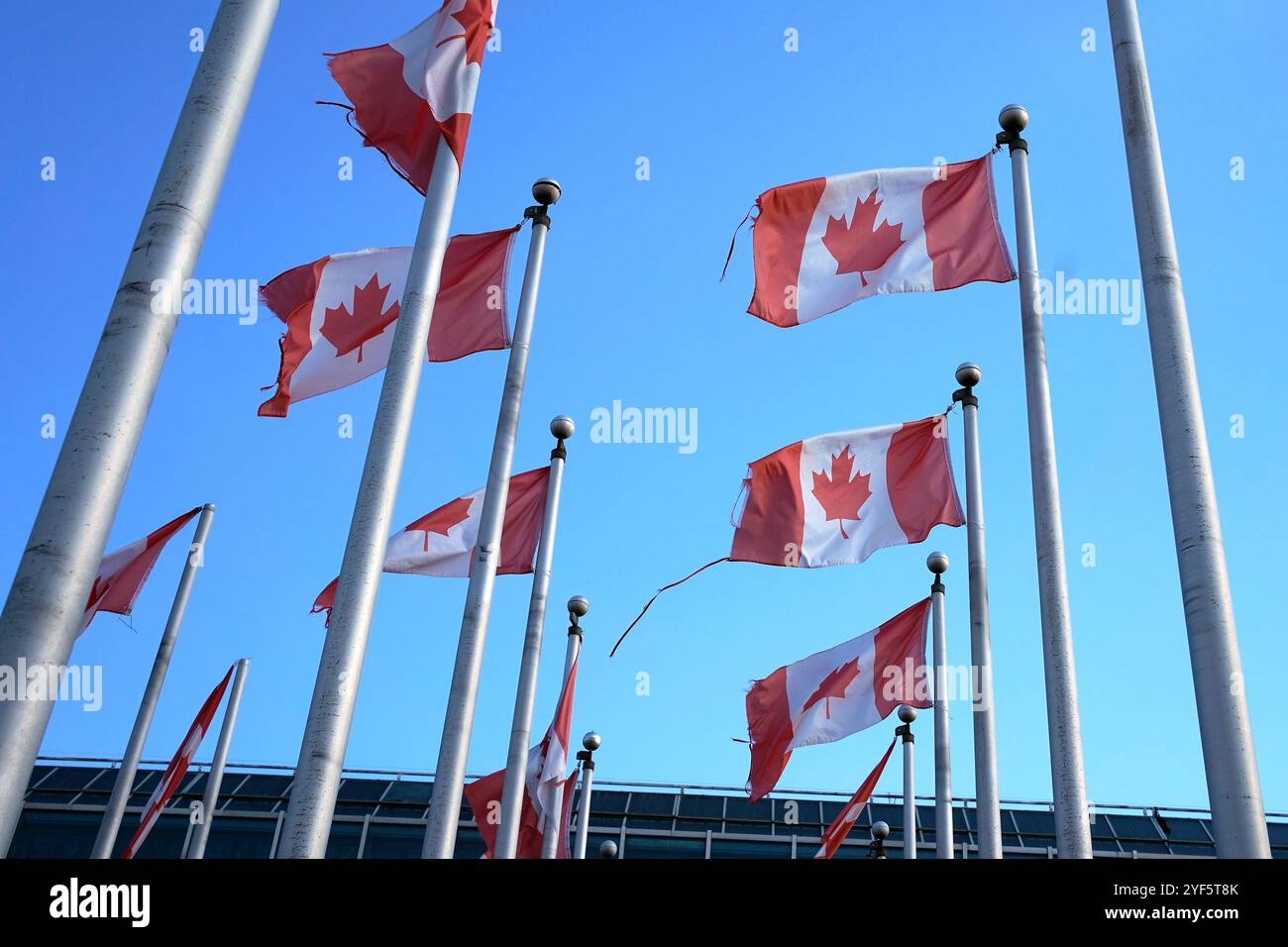Canadian flags flying in Vancouver, BC, Canada Stock Photo - Alamy