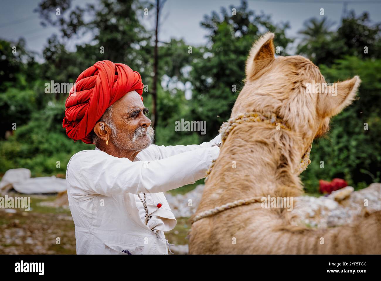 A herder from the Rabari community with his camel, Gujarat, India Stock ...