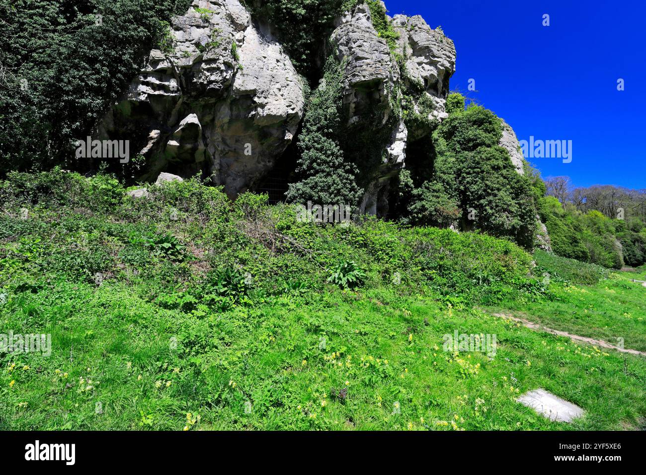 Creswell crags cave robin hi-res stock photography and images - Alamy
