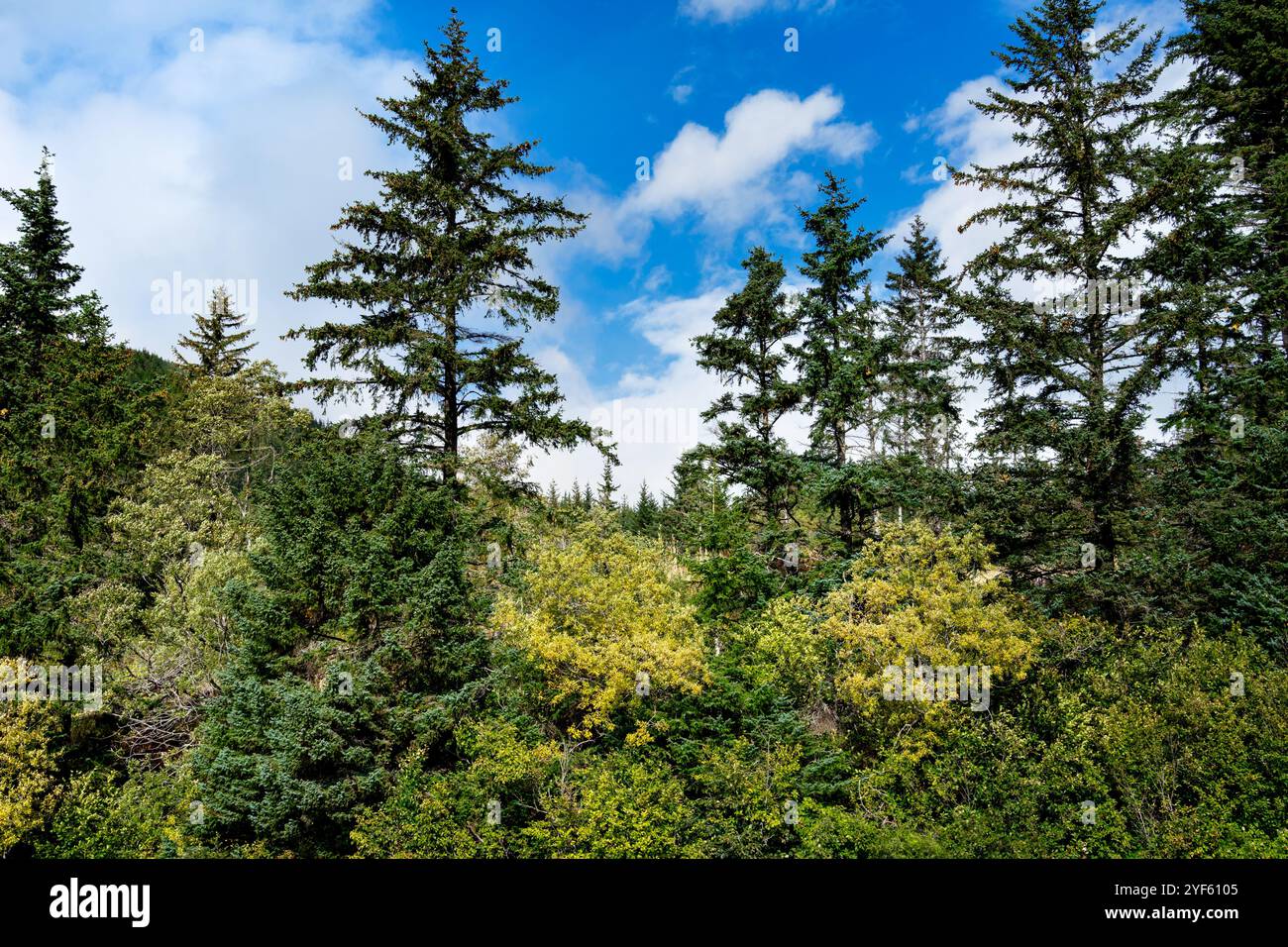 Lush forest pine trees hi-res stock photography and images - Alamy