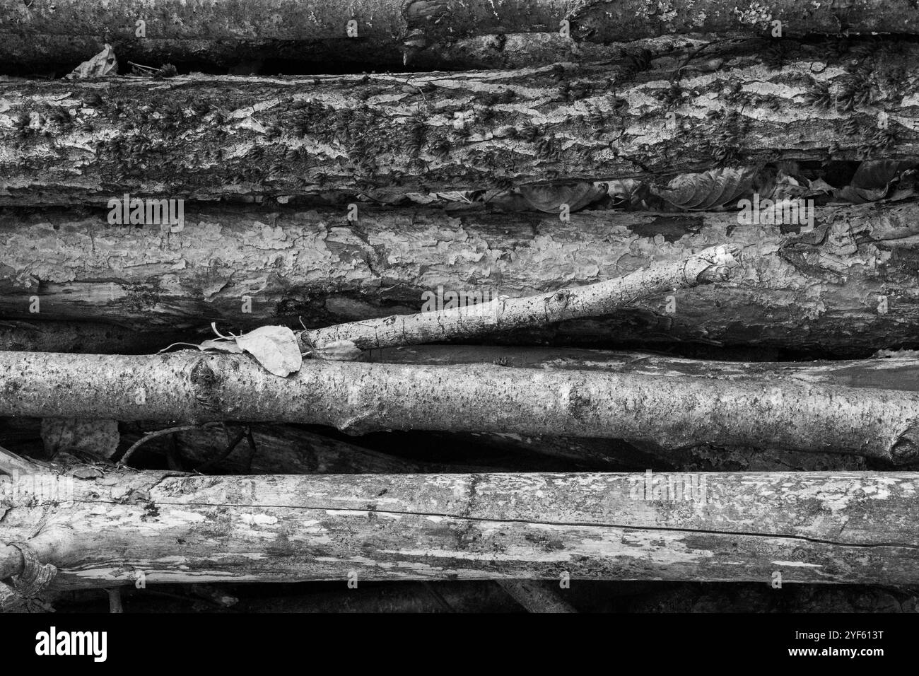 Campfire logs Black and White Stock Photos & Images - Alamy