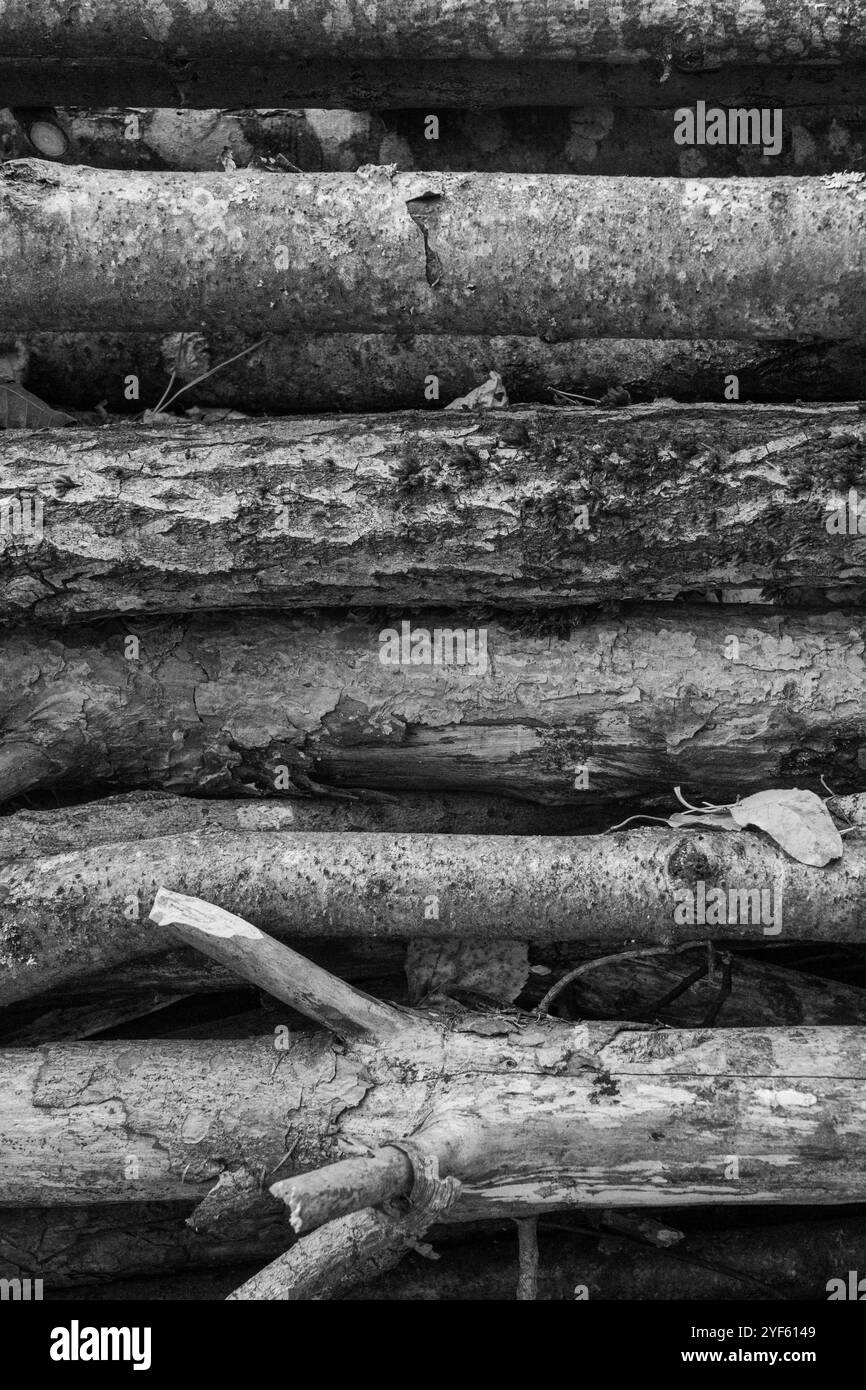 Stack cut tree trunk Black and White Stock Photos & Images - Alamy