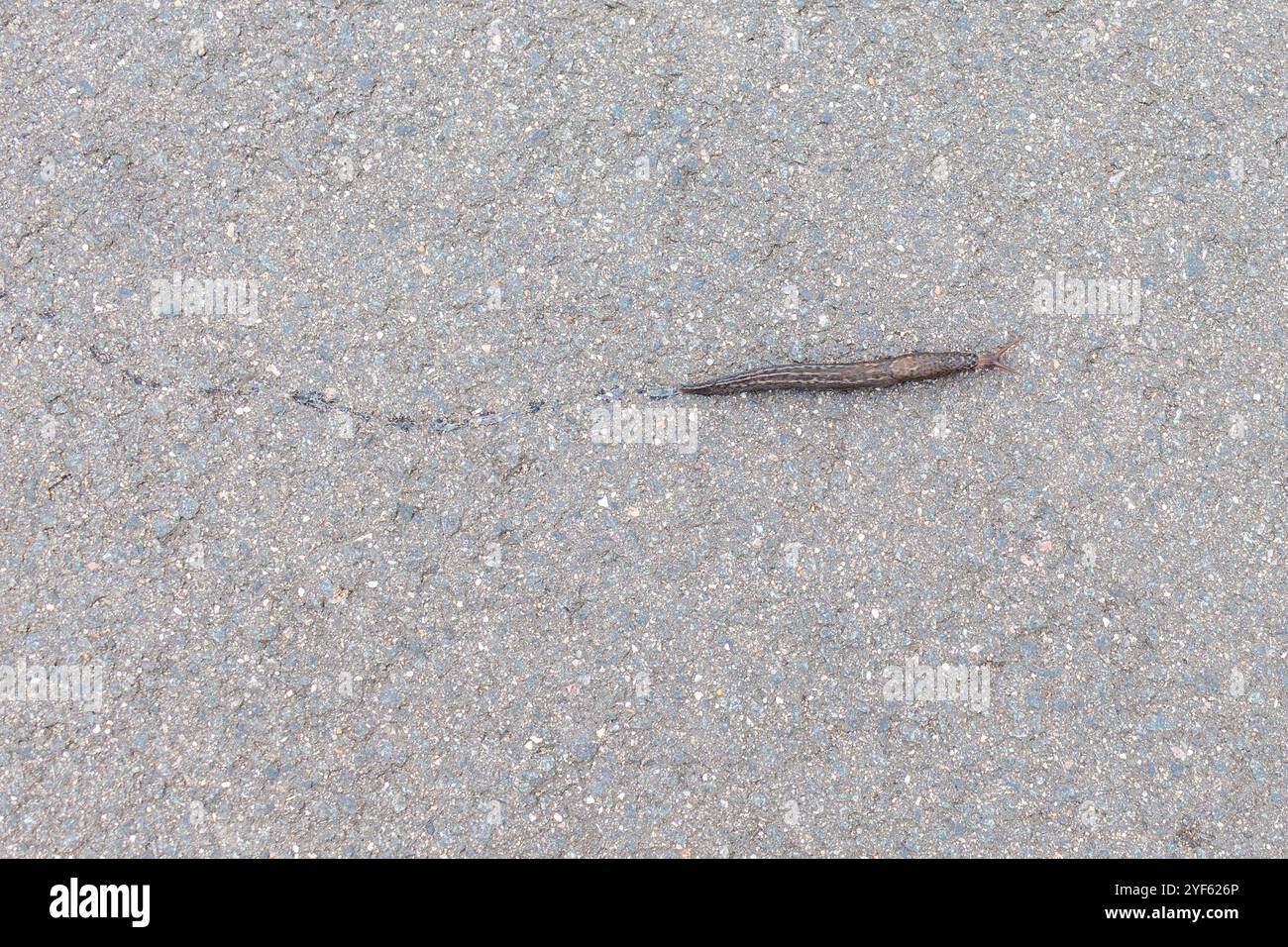 A tiger angel (Limax maximus) on its way to the meadow in summer Stock ...