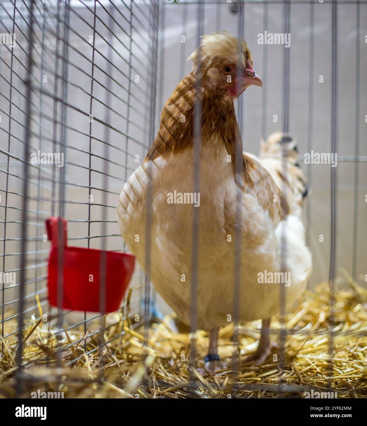 Tan hen hi-res stock photography and images - Alamy