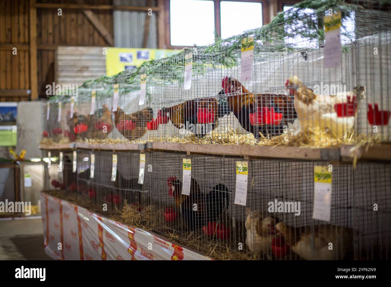 Chickens in cages hi-res stock photography and images - Alamy