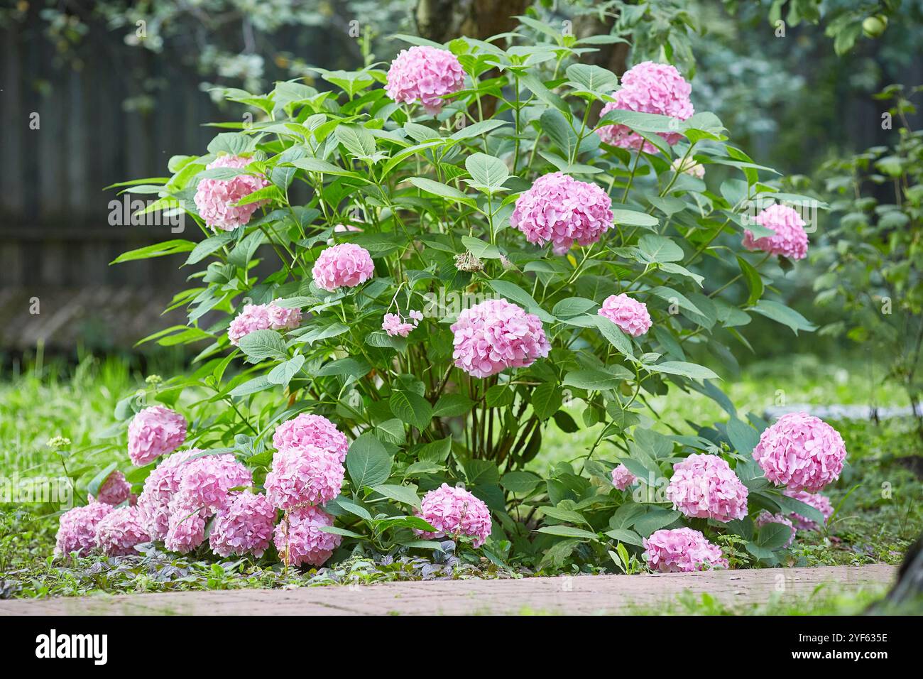 Pink Hydrangea changeable large-leaved wild-growing bush. Variety of ...
