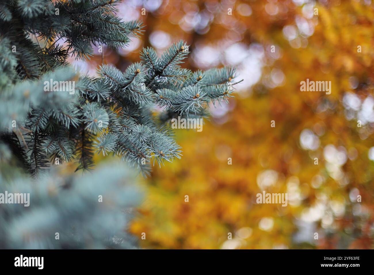 Branches of a fur tree Stock Photo - Alamy